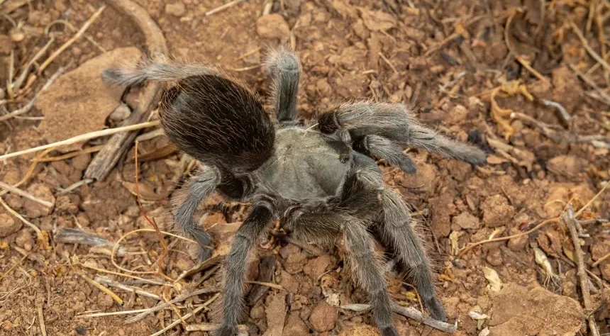 Aphonopelma johnnycashi