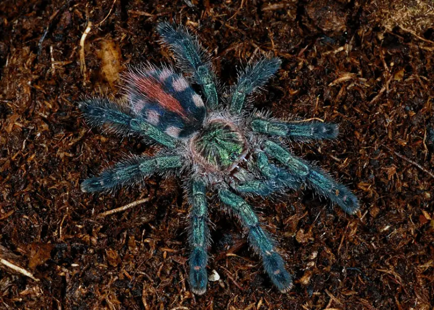 Avicularia diversipes