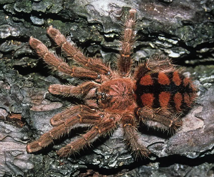 Avicularia minatrix