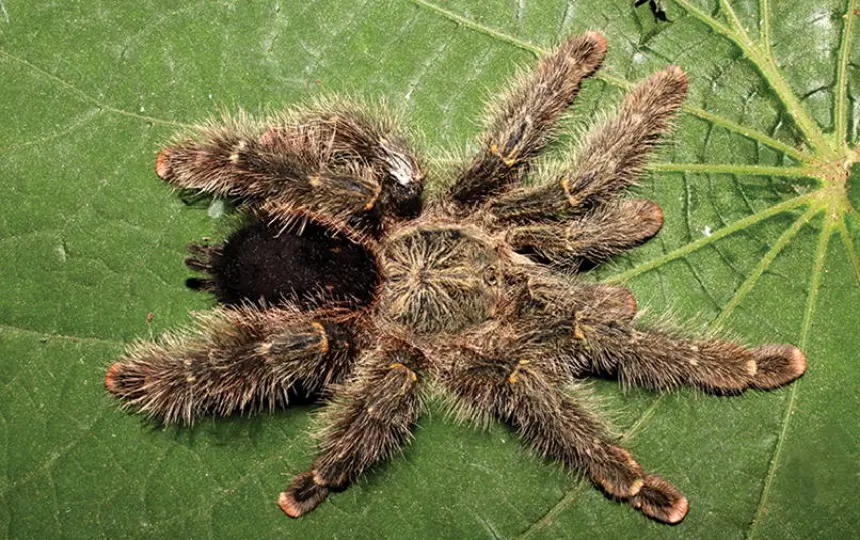 Avicularia variegata