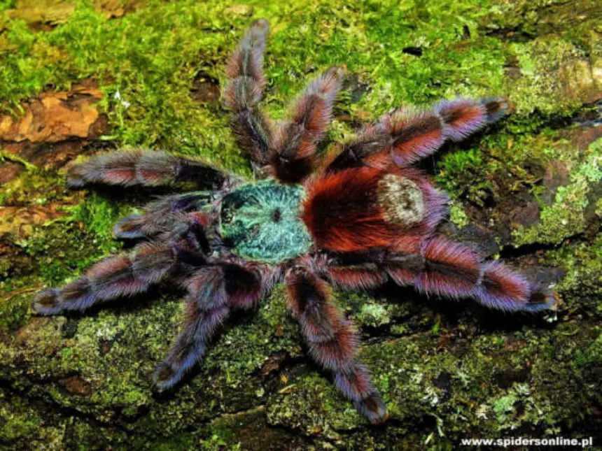 Avicularia versicolor (Antilles Pinktoe Tarantula)