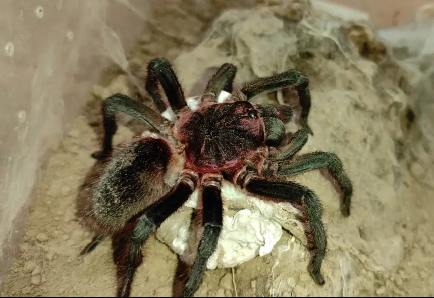 Bumba tapajos